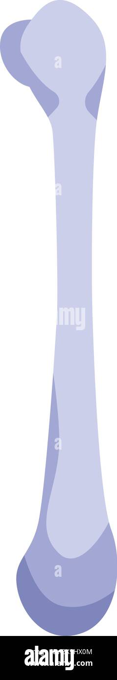 Detailed vector illustration of a human femur bone isolated on a white ...