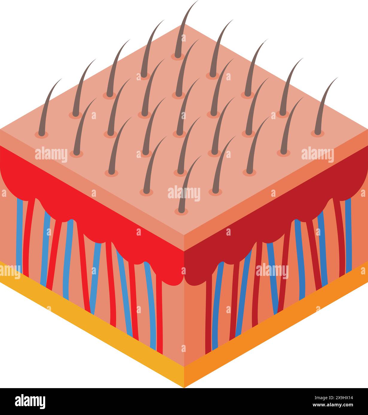 Vibrant isometric illustration representing a section of human skin ...
