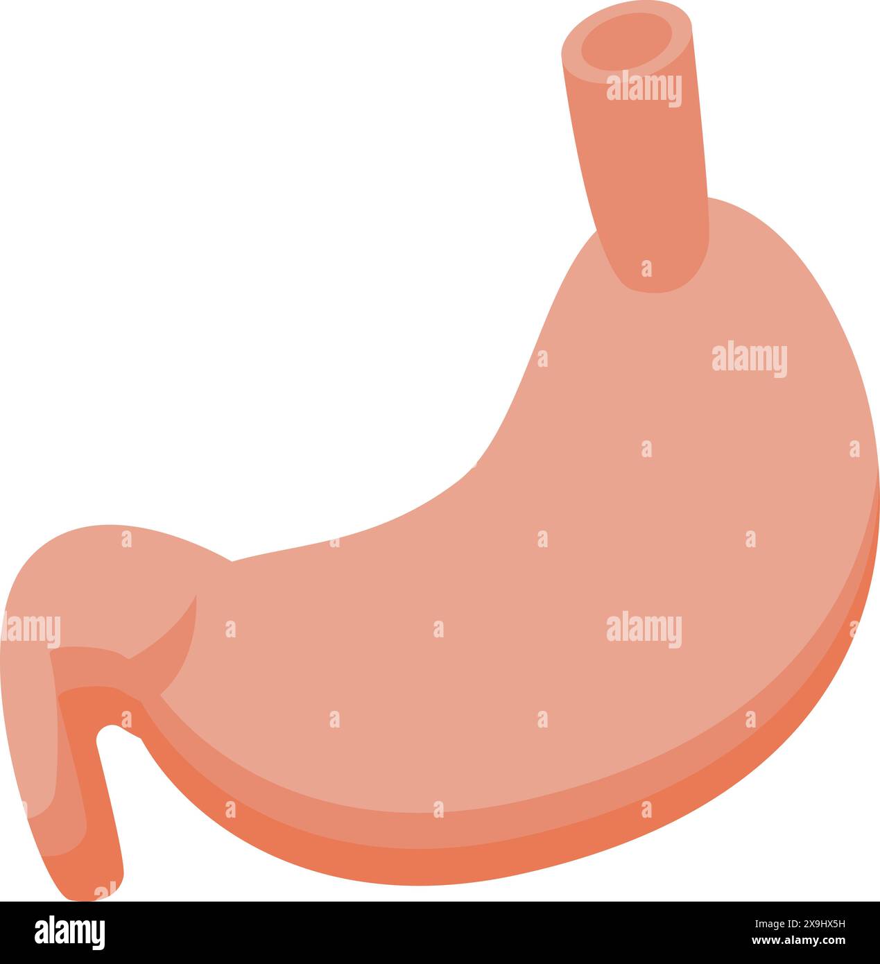 Detailed vector illustration of the human stomach anatomy for medical ...