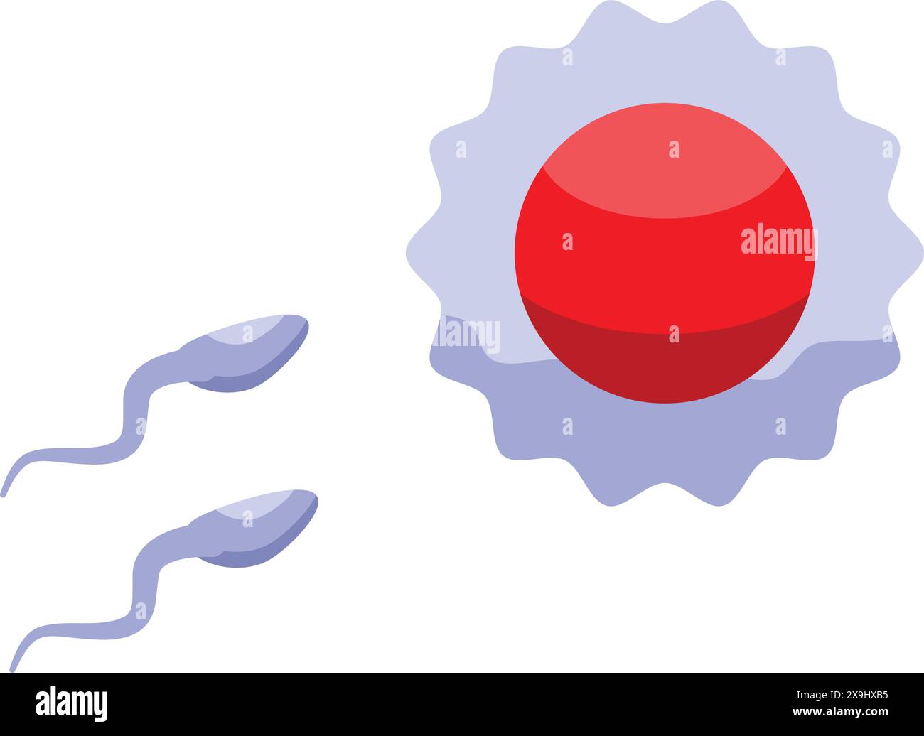 Vector Graphic Of Sperm Approaching A Red Human Ovum Illustrating The