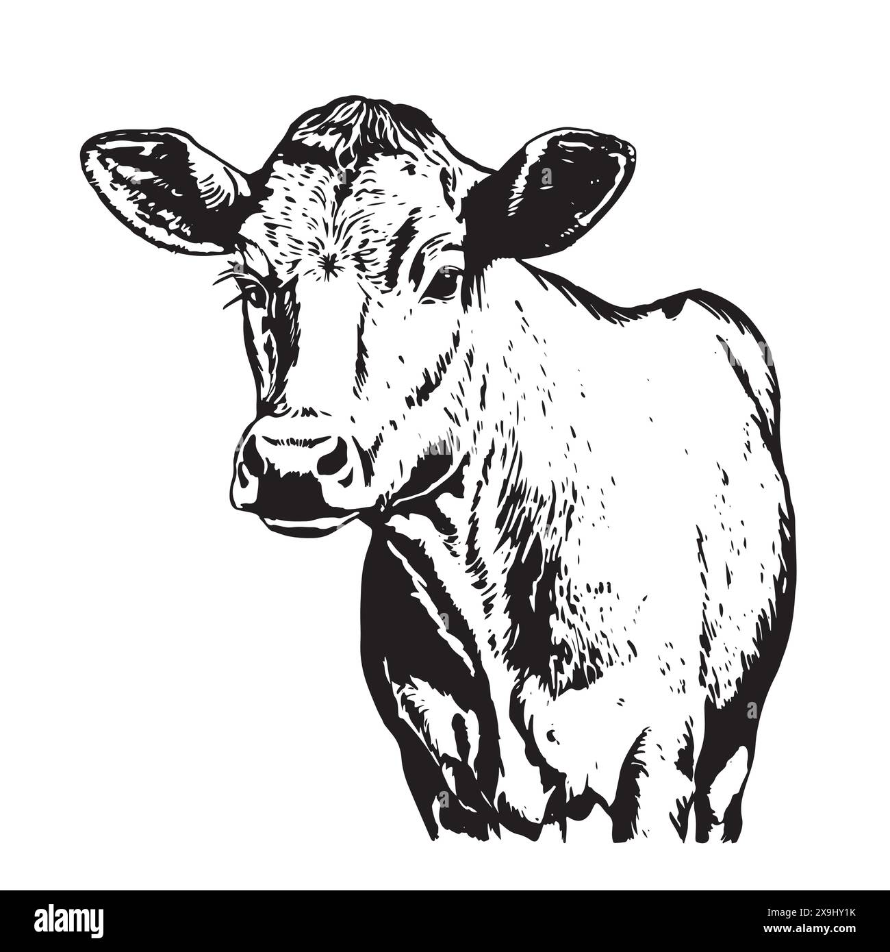 Hand Drawn Engraving Pen and Ink Cow Vintage Vector Illustration Stock ...