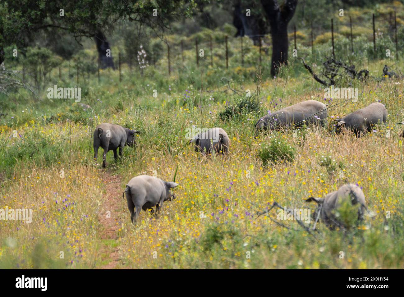 herd of Iberian pigs in a holm oak forest, near Valverde del Camino ...