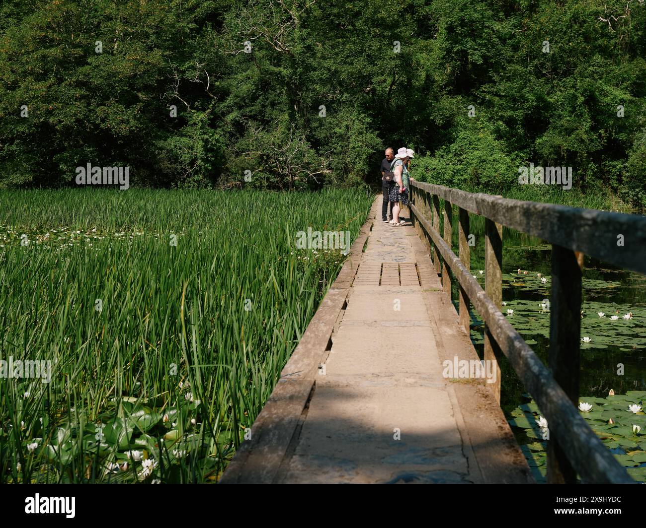 Wooden bridge across the Lily pond landscape of the Stackpole Estate ...