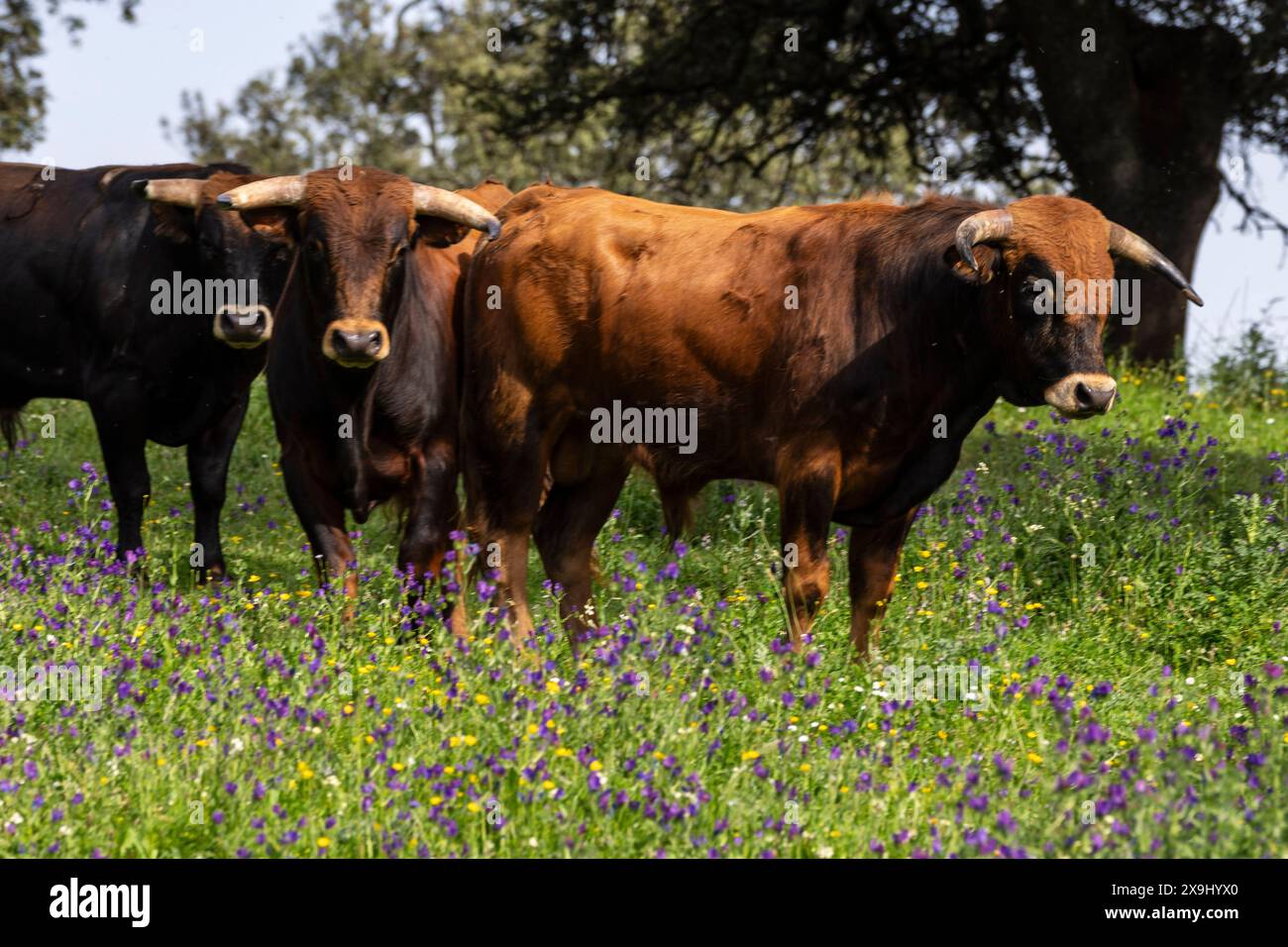 fighting bulls grazing, Aracena Circular Trail - Monte San Miguel ...