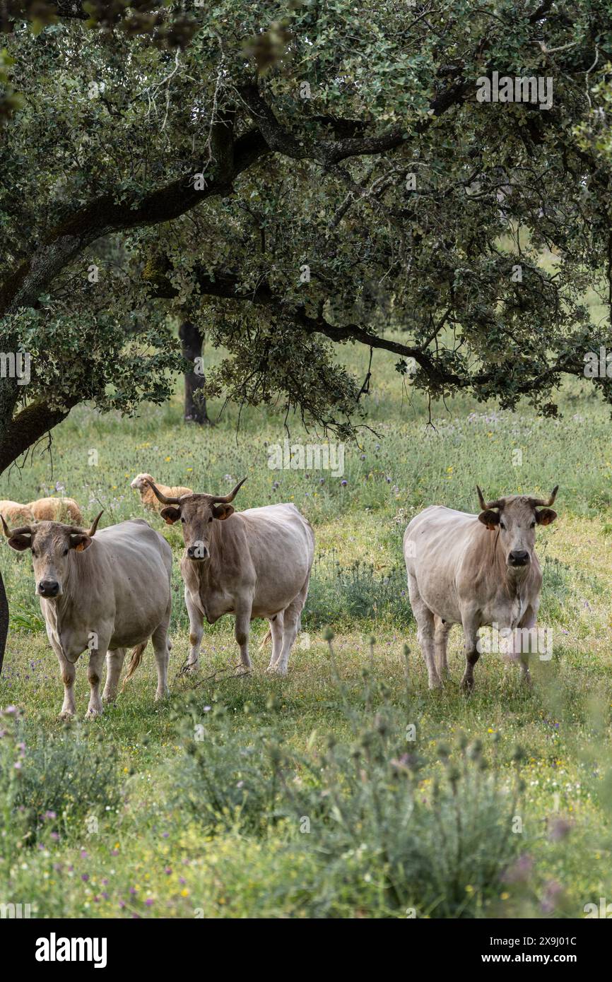 Andalusian cardena bovine breed hi-res stock photography and images - Alamy