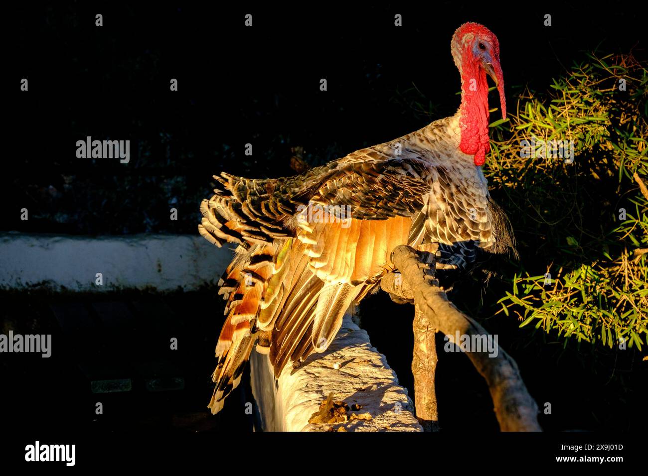 Indiot hi-res stock photography and images - Alamy