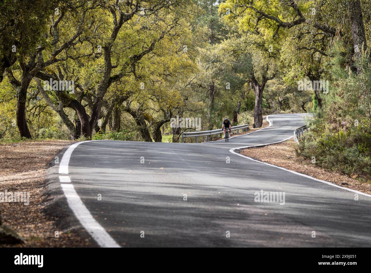 road between forest in Sierra de Aracena, Sierra de Aracena natural ...