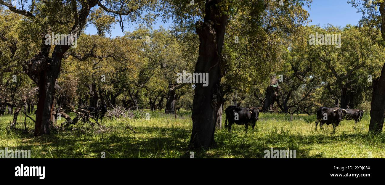 breeding of brave livestock, fighting bulls, near Cala -Sierra de Los ...