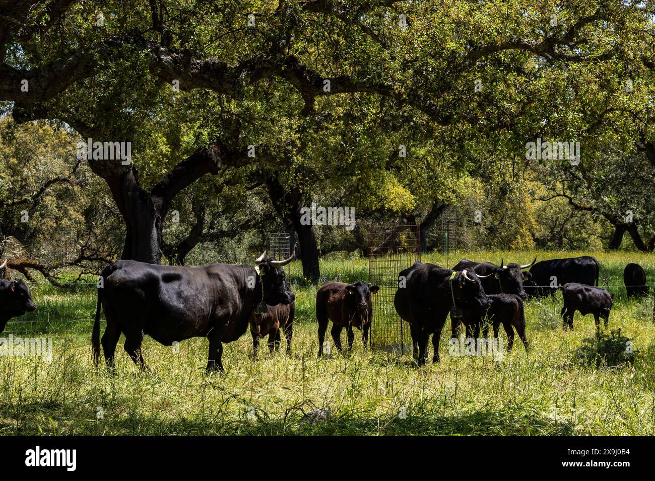 breeding of brave livestock, fighting bulls, near Cala -Sierra de Los ...