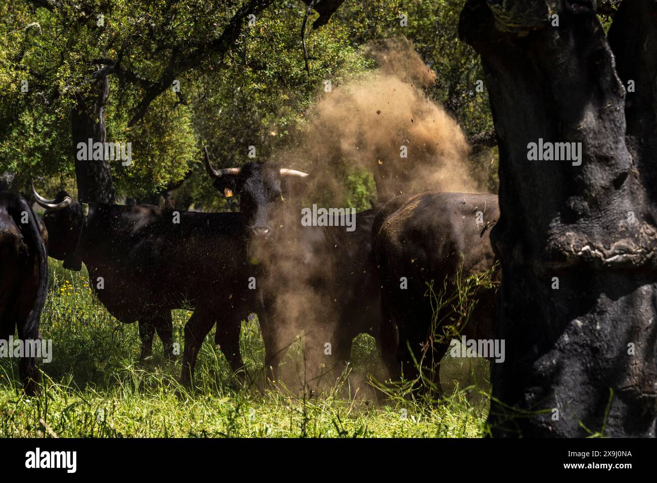 breeding of brave livestock, fighting bulls, near Cala -Sierra de Los ...