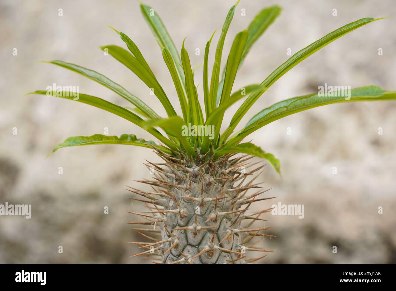 Pachypodium Lamerei plants Green Madagascar Palm leaves with prickly ...