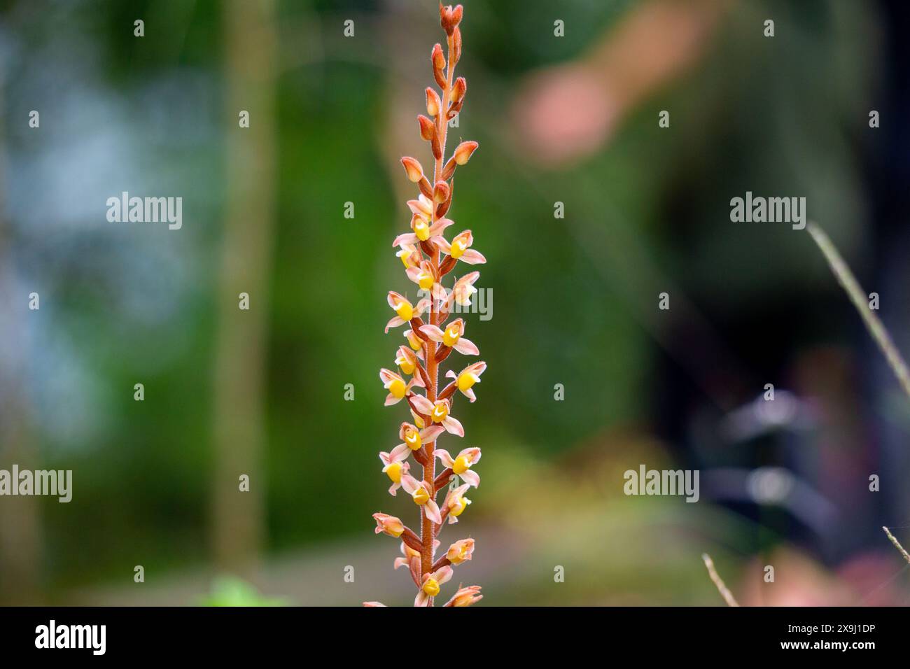 Rhomboda abbreviata. Rhomboda, commonly known as velvet jewel orchids ...