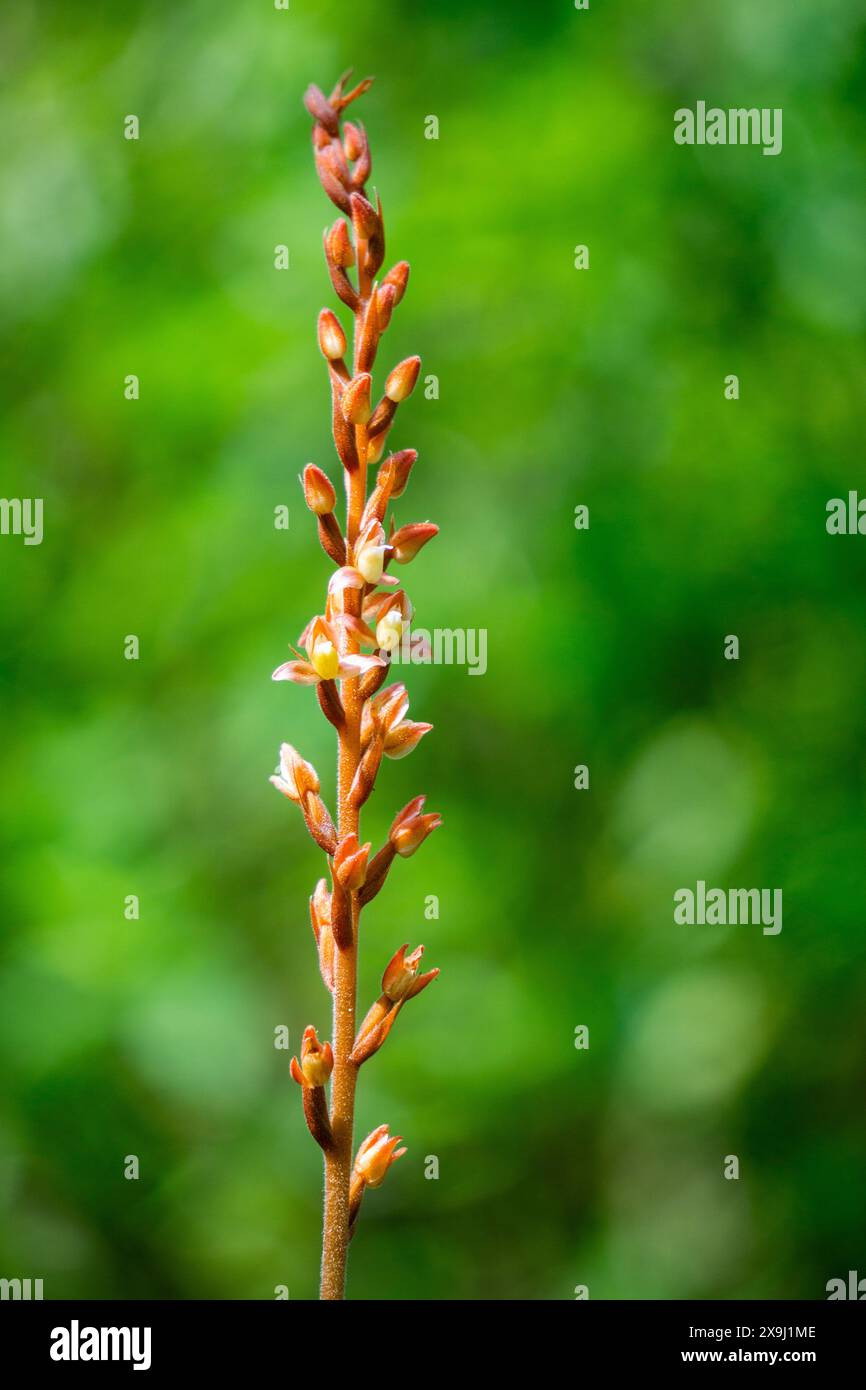 Rhomboda abbreviata. Rhomboda, commonly known as velvet jewel orchids ...