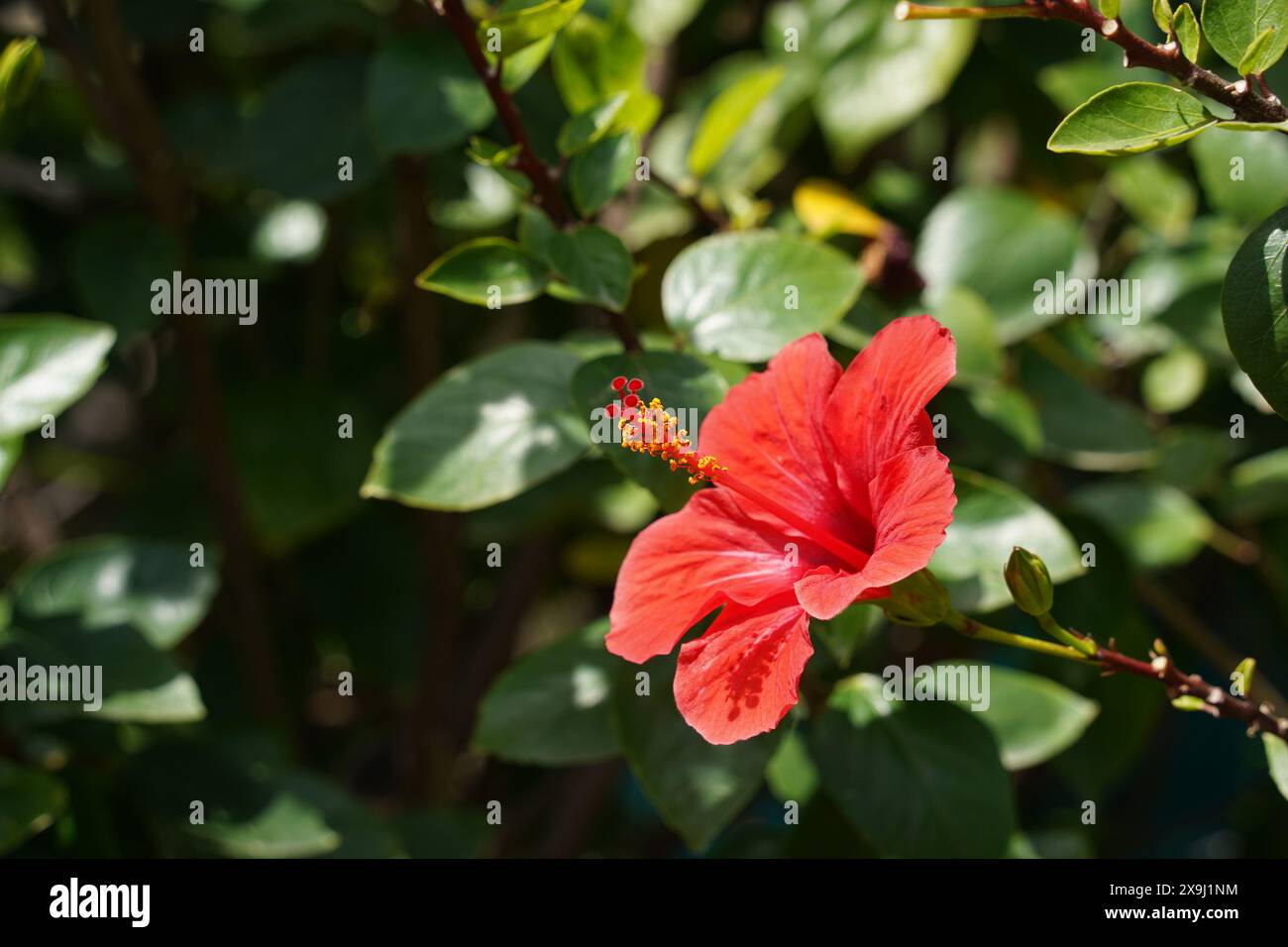 Red giant hibiscus flower with pistil and stamens.It is perennial ...