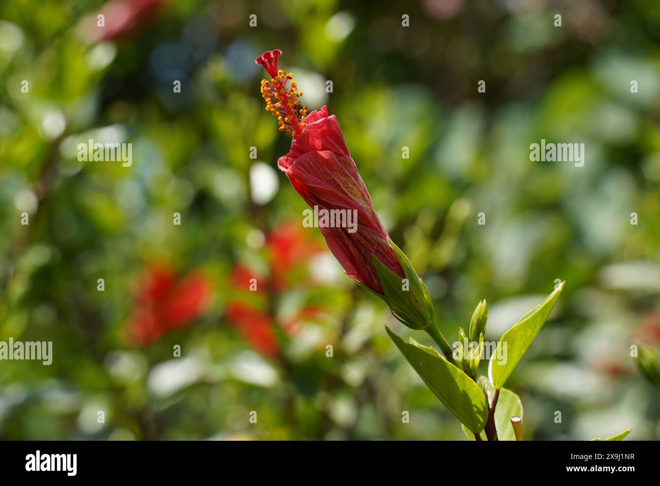 Red giant hibiscus flower.It is perennial plants native to East Asia ...