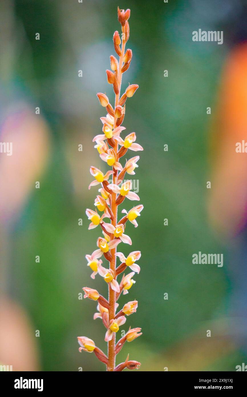 Rhomboda abbreviata. Rhomboda, commonly known as velvet jewel orchids ...