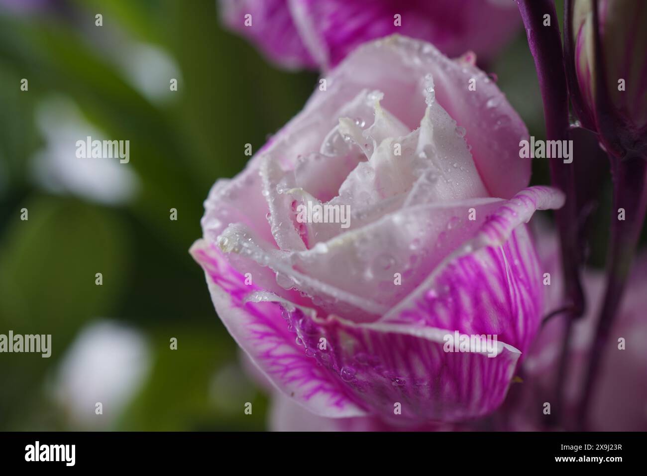 Blooming Lisianthus Flowers on a green leaf background in the garden ...