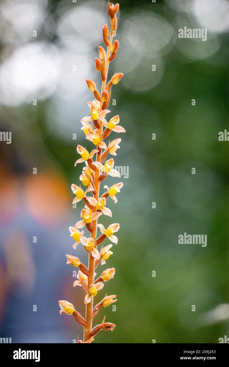 Orchiodes polygonoides hi-res stock photography and images - Alamy