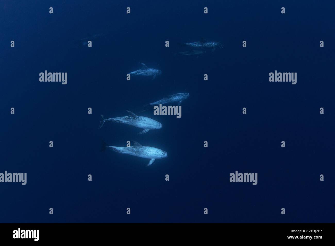 Group of risso dolphins around Azores islands. Dolphins are diving in ...