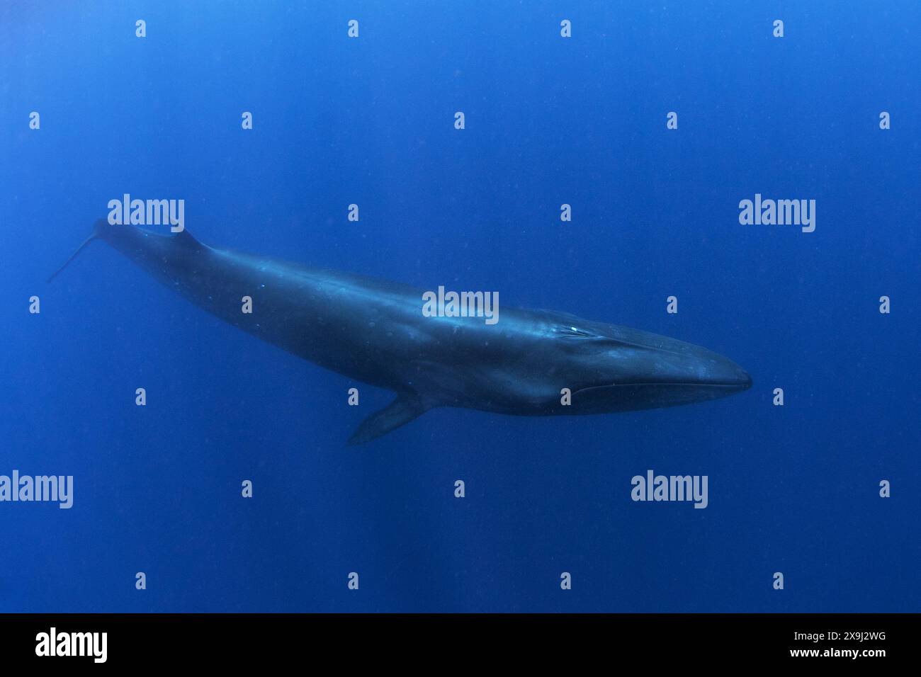 Sei whale near the Azores islands. Whale near the surface. Marine life ...