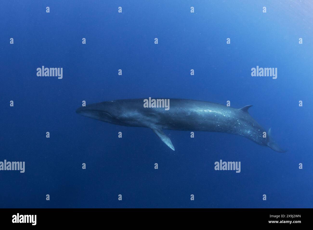 Sei whale near the Azores islands. Whale near the surface. Marine life ...
