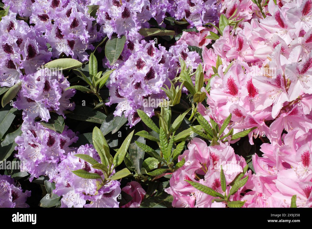 Two bushes with pink and lilac rhododendron flowers in a nursery Stock ...