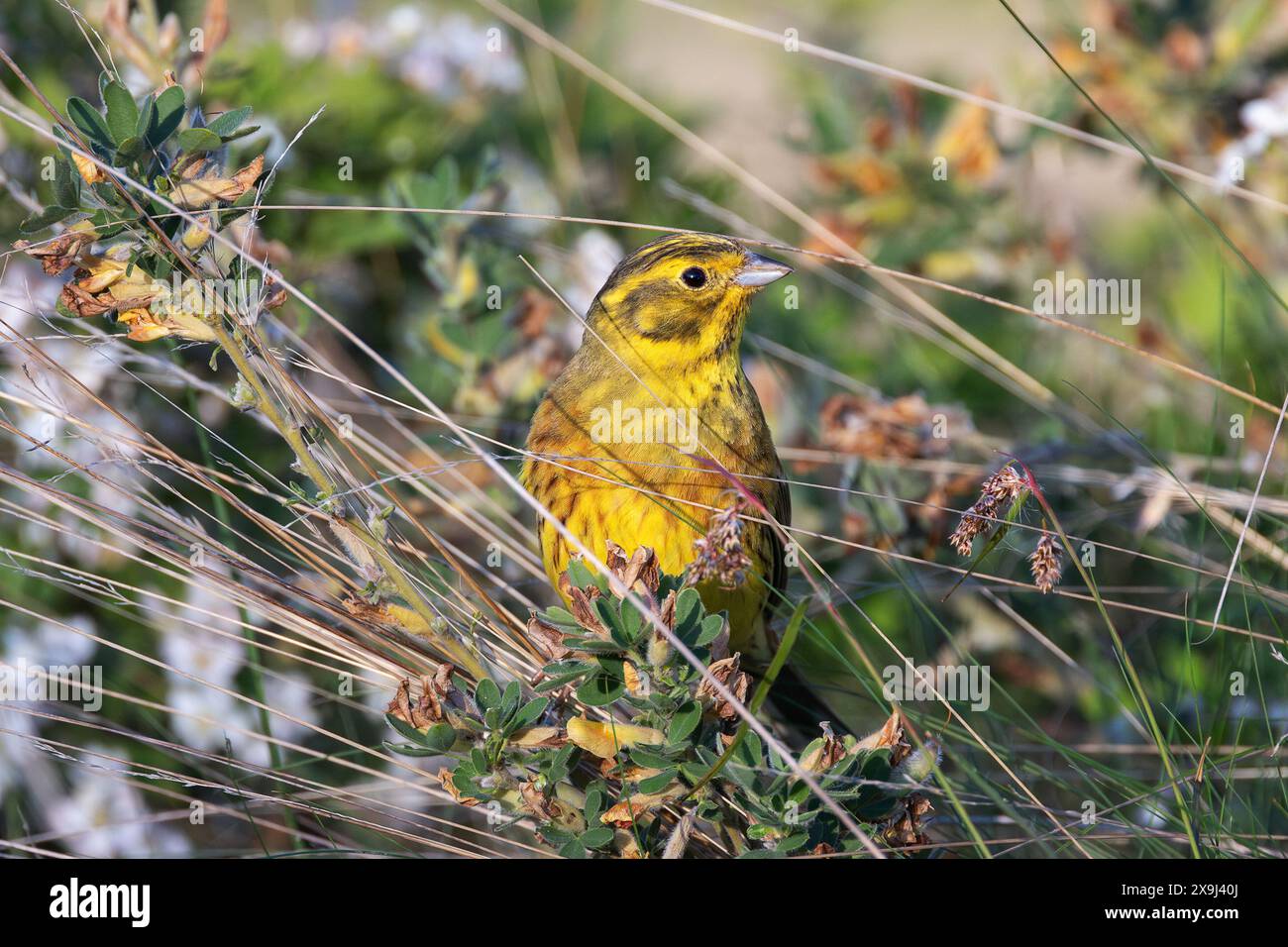 Fauna yellowhammer hi-res stock photography and images - Alamy