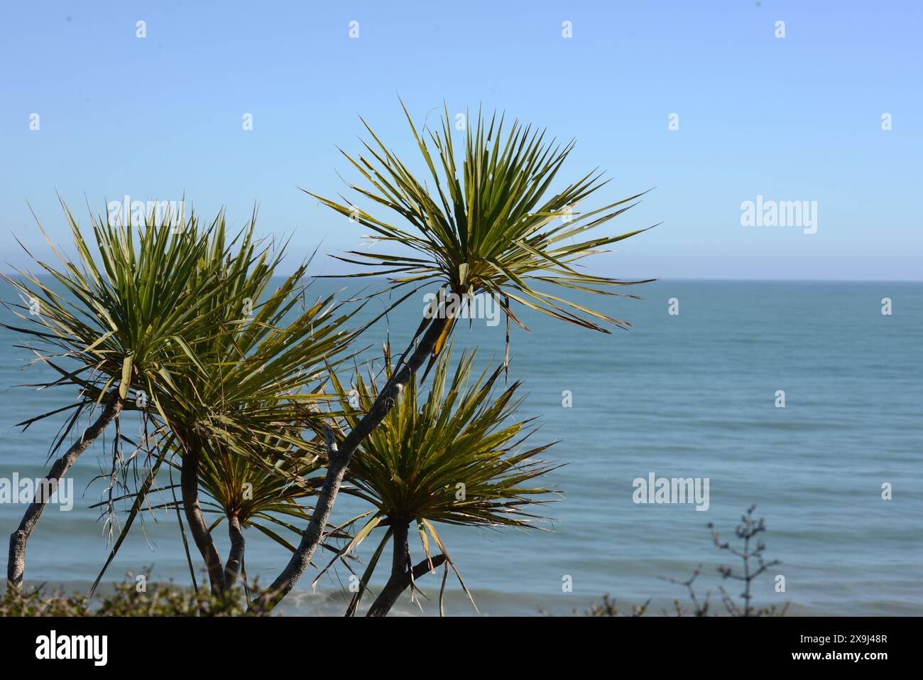 A cabbage tree overlooks the Pacific Ocean near Point Elizabeth on New ...