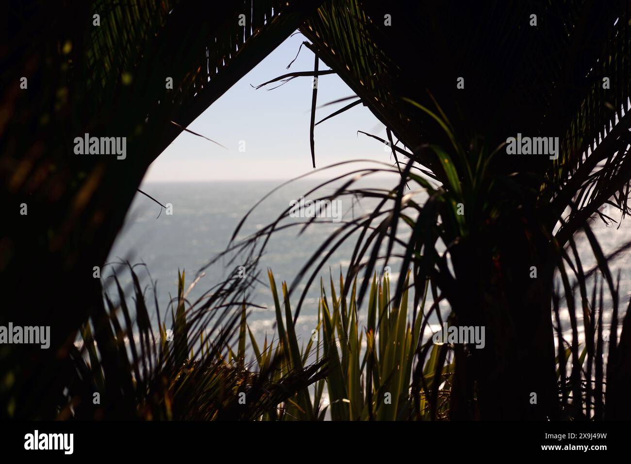 A silhouette of Nikau palms, Rhopalostylis sapida, frames the Pacific ...