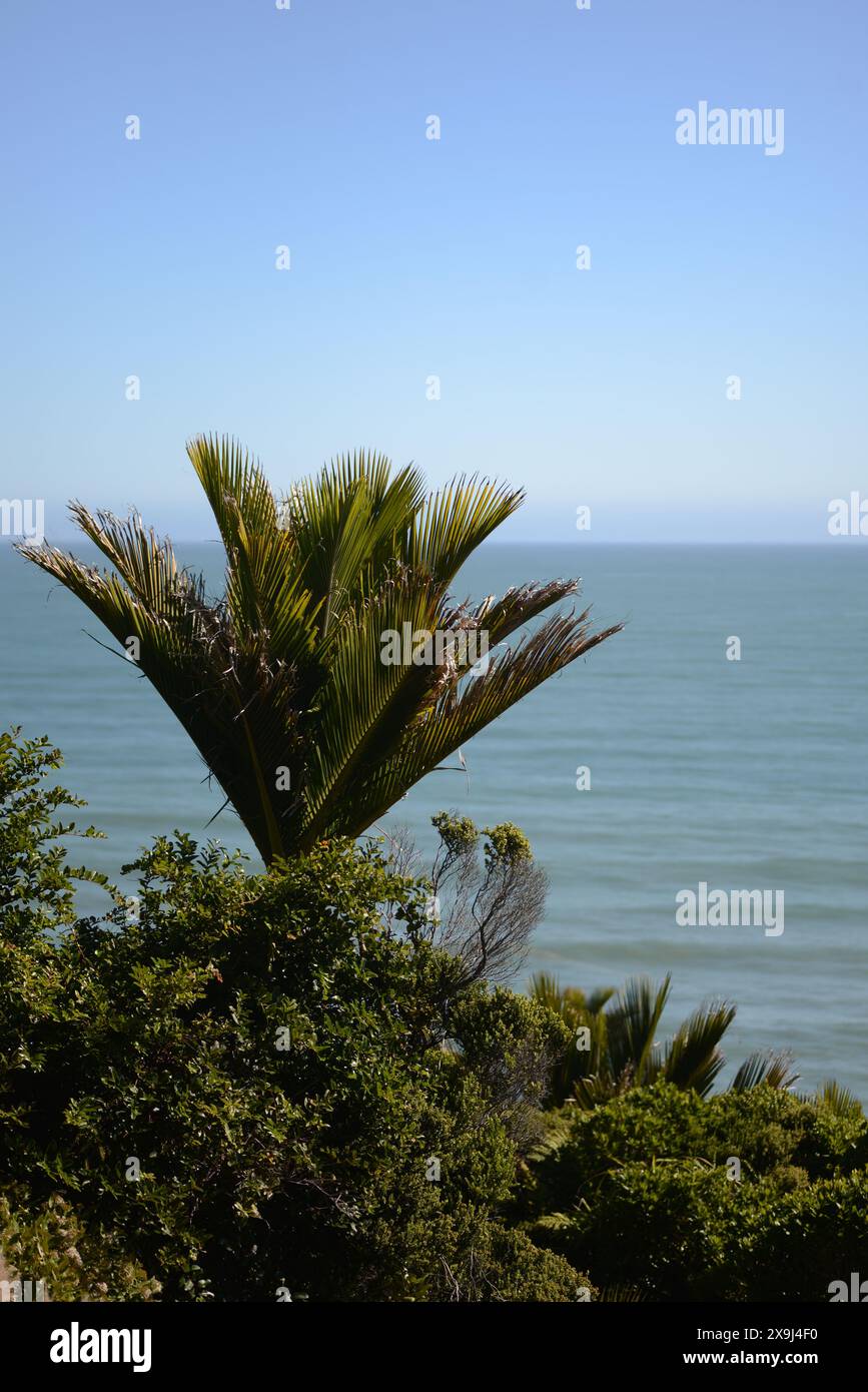 A silhouette of Nikau palms, Rhopalostylis sapida, frames the Pacific ...