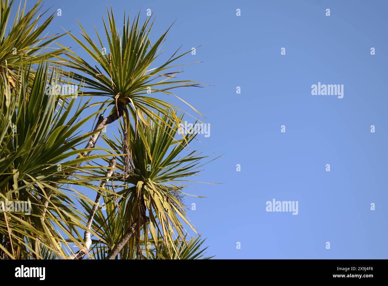 A cabbage tree overlooks the Pacific Ocean near Point Elizabeth on New ...