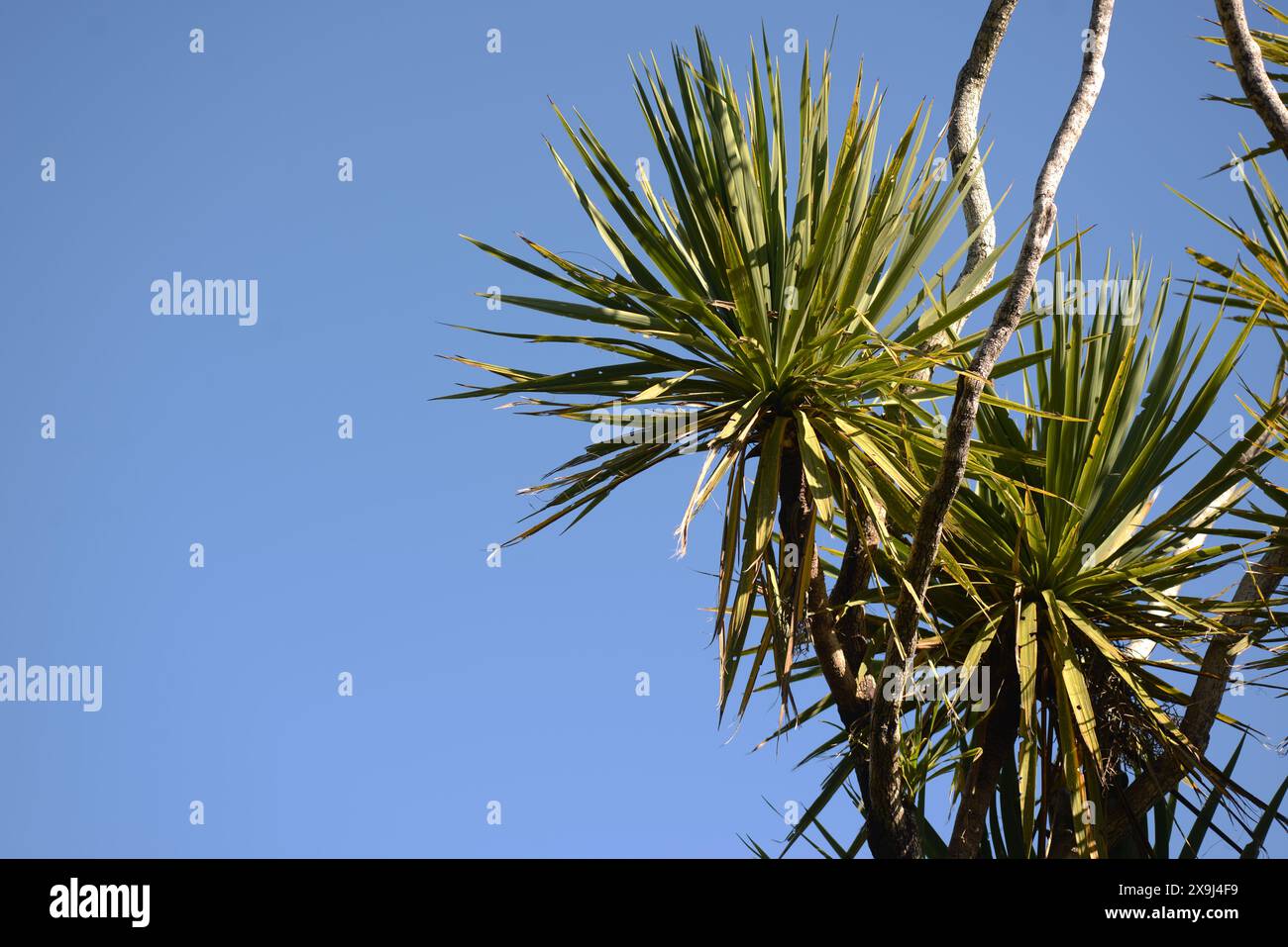 Cabbage tree cordyline australis hi-res stock photography and images ...