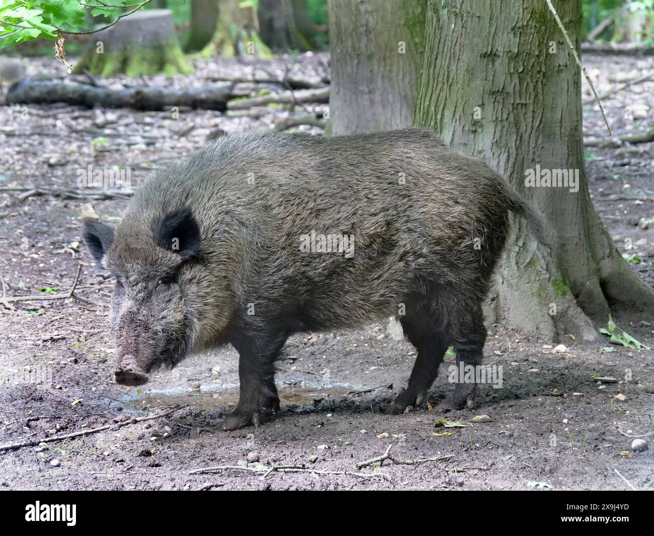 Wildschwein in freier Natur im Fruehling Wildschwein in freier Natur ...