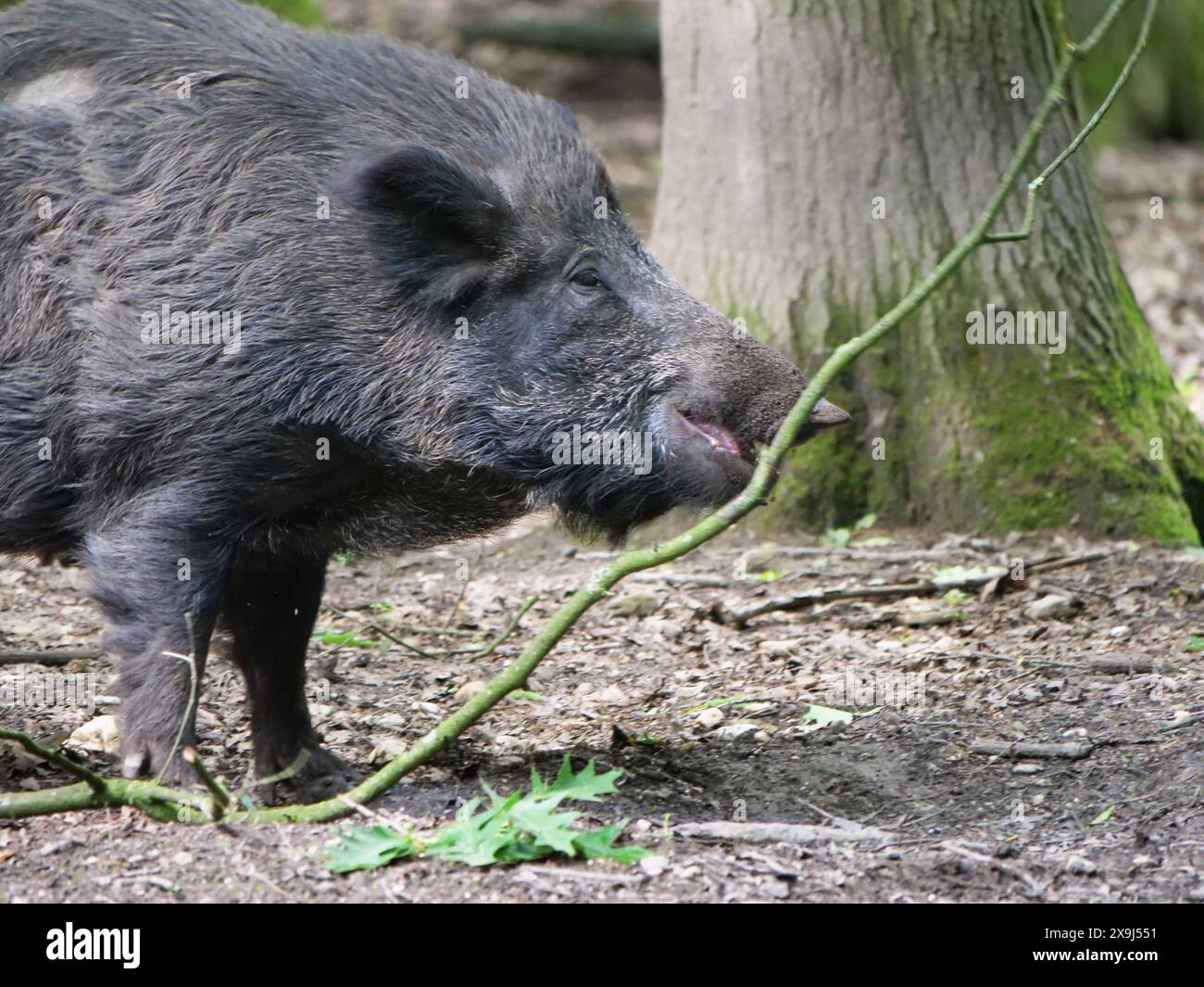 Wildschwein in freier Natur im Fruehling Wildschwein in freier Natur ...