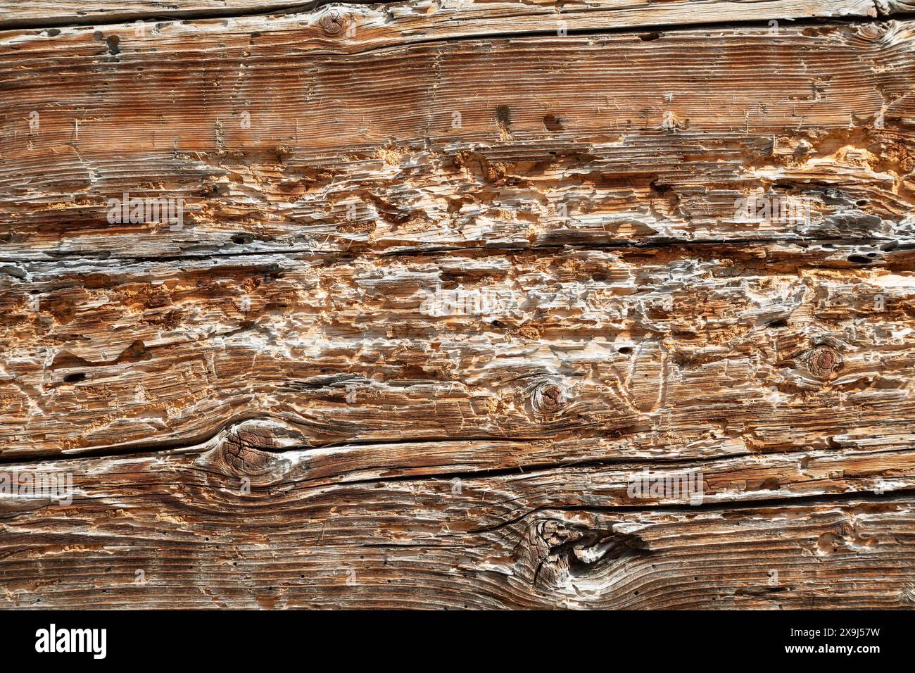 Exterior wall of an old wooden house in Switzerland attacked by worm ...