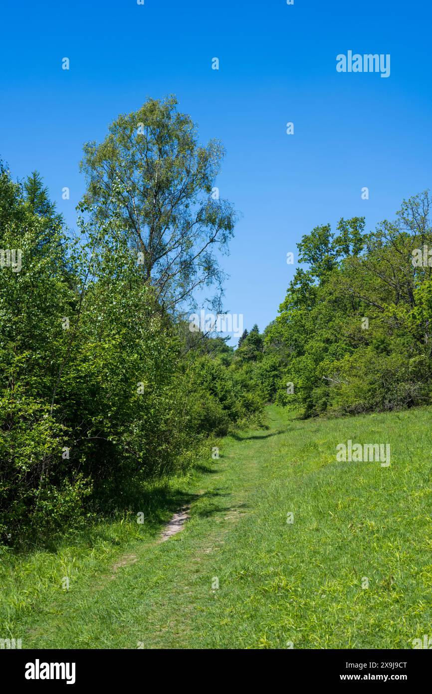 Warburg Nature Reserve, Henley-on-Thames, Oxfordshire, England, UK, GB ...