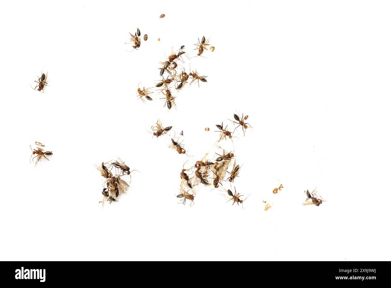 Die cut of many insects or white ant termite die on white isolated ...