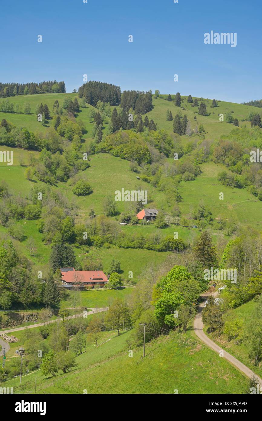 Wiesen, Bauernhöfe, Oberes Münstertal, Schwarzwald, Baden-Württemberg ...