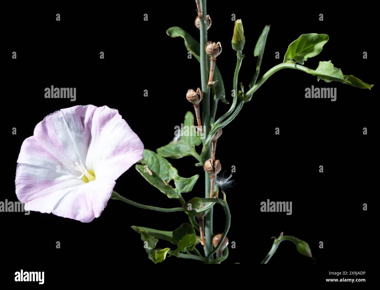 A solitary Convolvulus lineatus flower shines on a black background ...