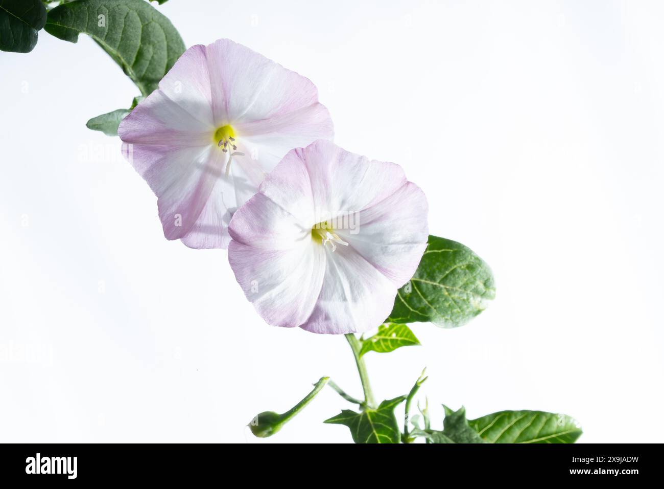 Two delicate flowers of Convolvulus lineatus stand out with their ...