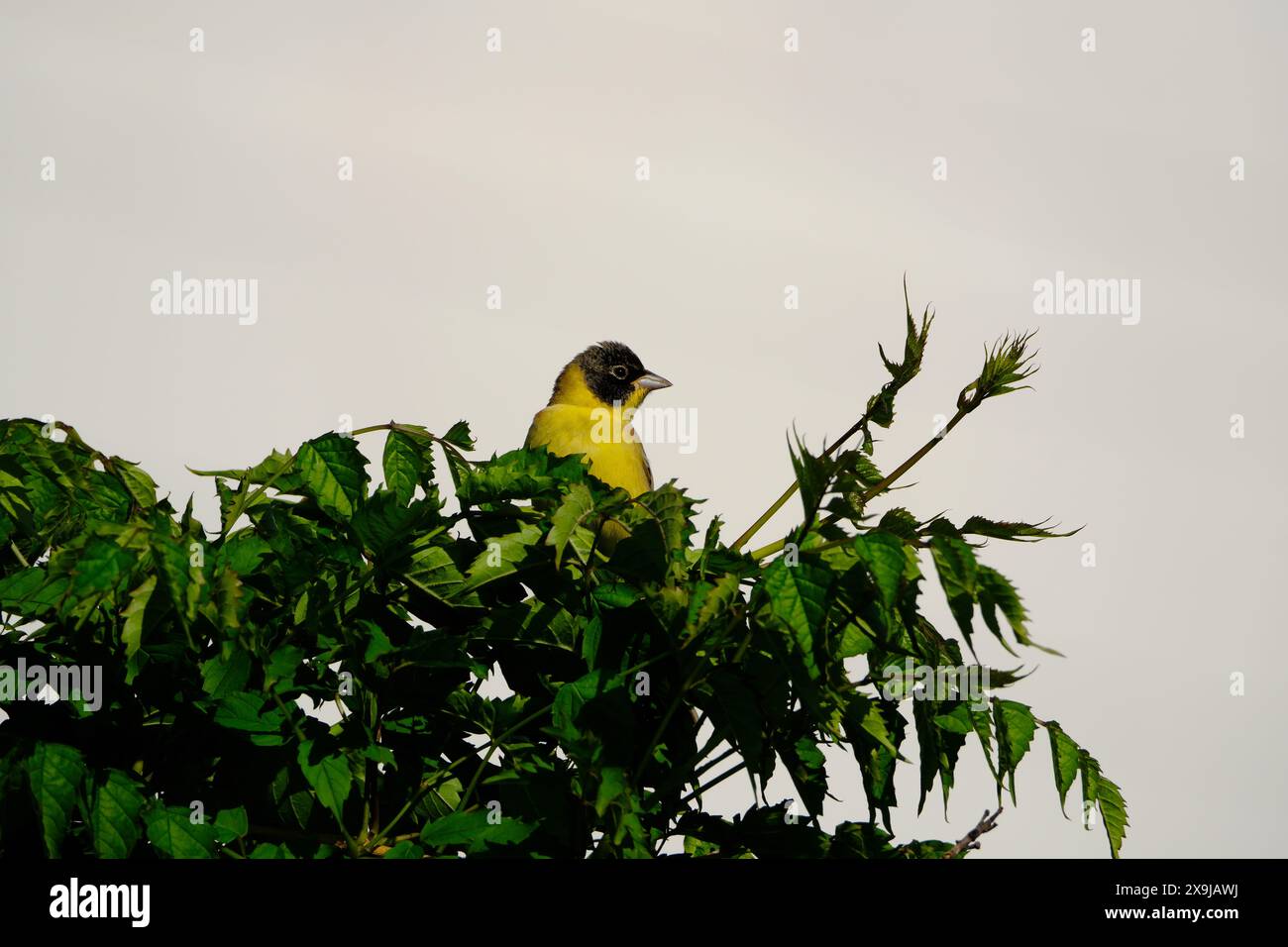 Songbird yellow wild bird hi-res stock photography and images - Alamy