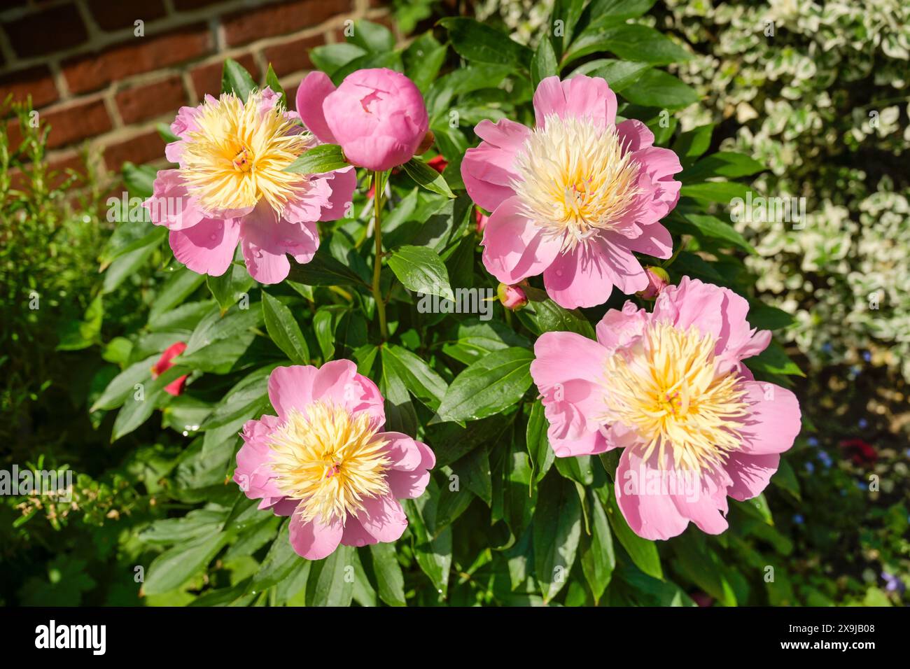 Pfingstrosen hi-res stock photography and images - Alamy