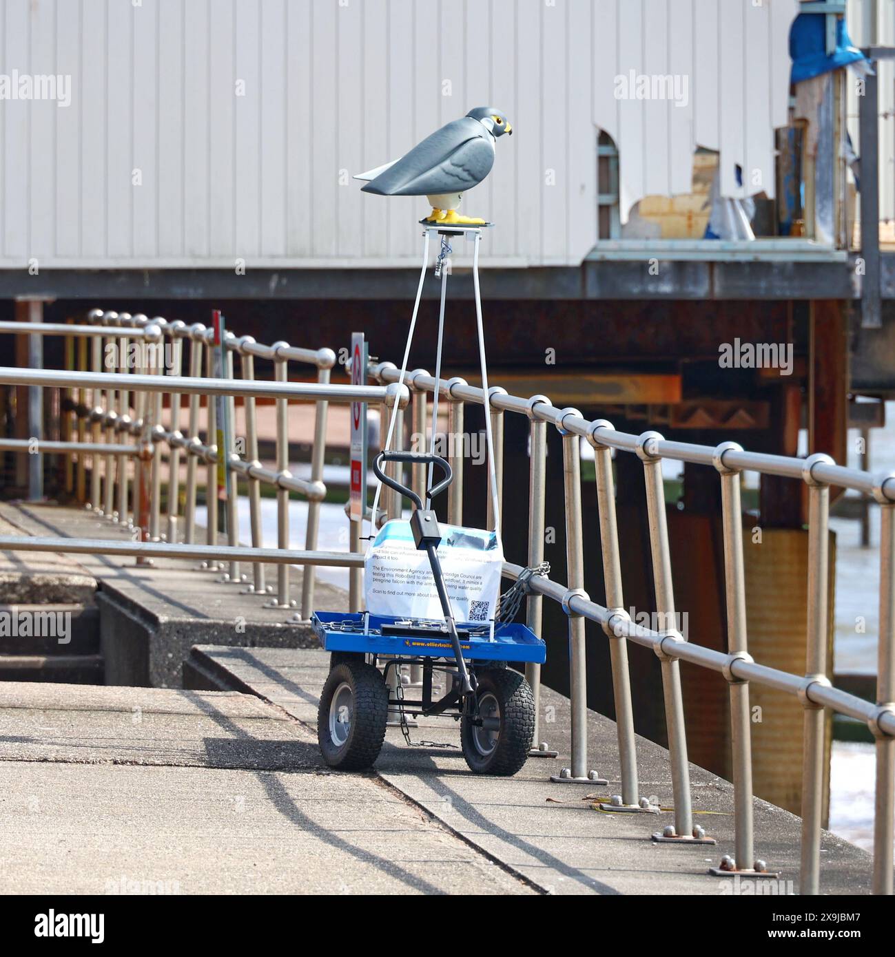 Teignmouth, Devon, UK. 1st June, 2025. new Predator-style robot bird ...