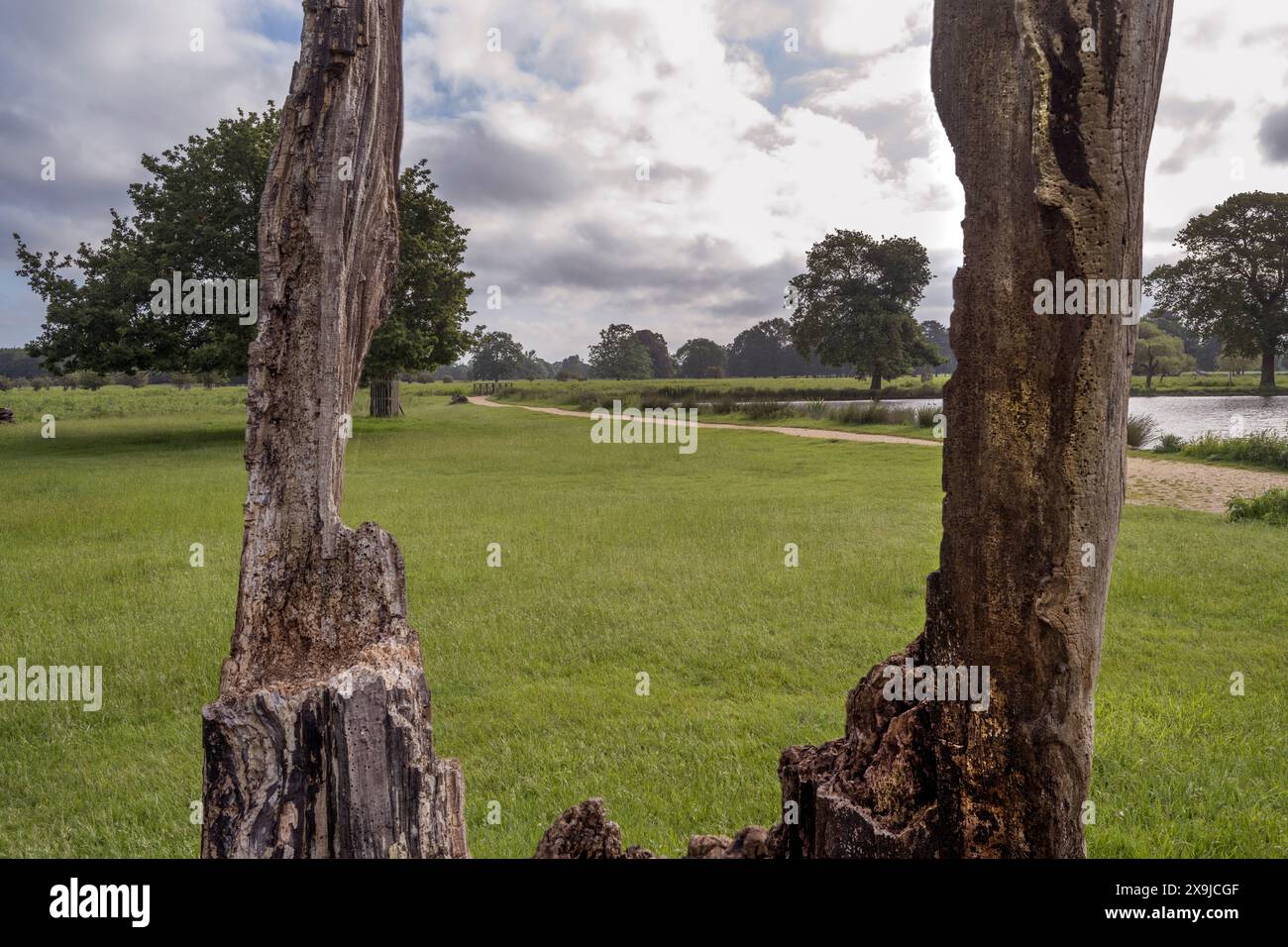 Viewing through a massive hole in rotten tree Stock Photo - Alamy