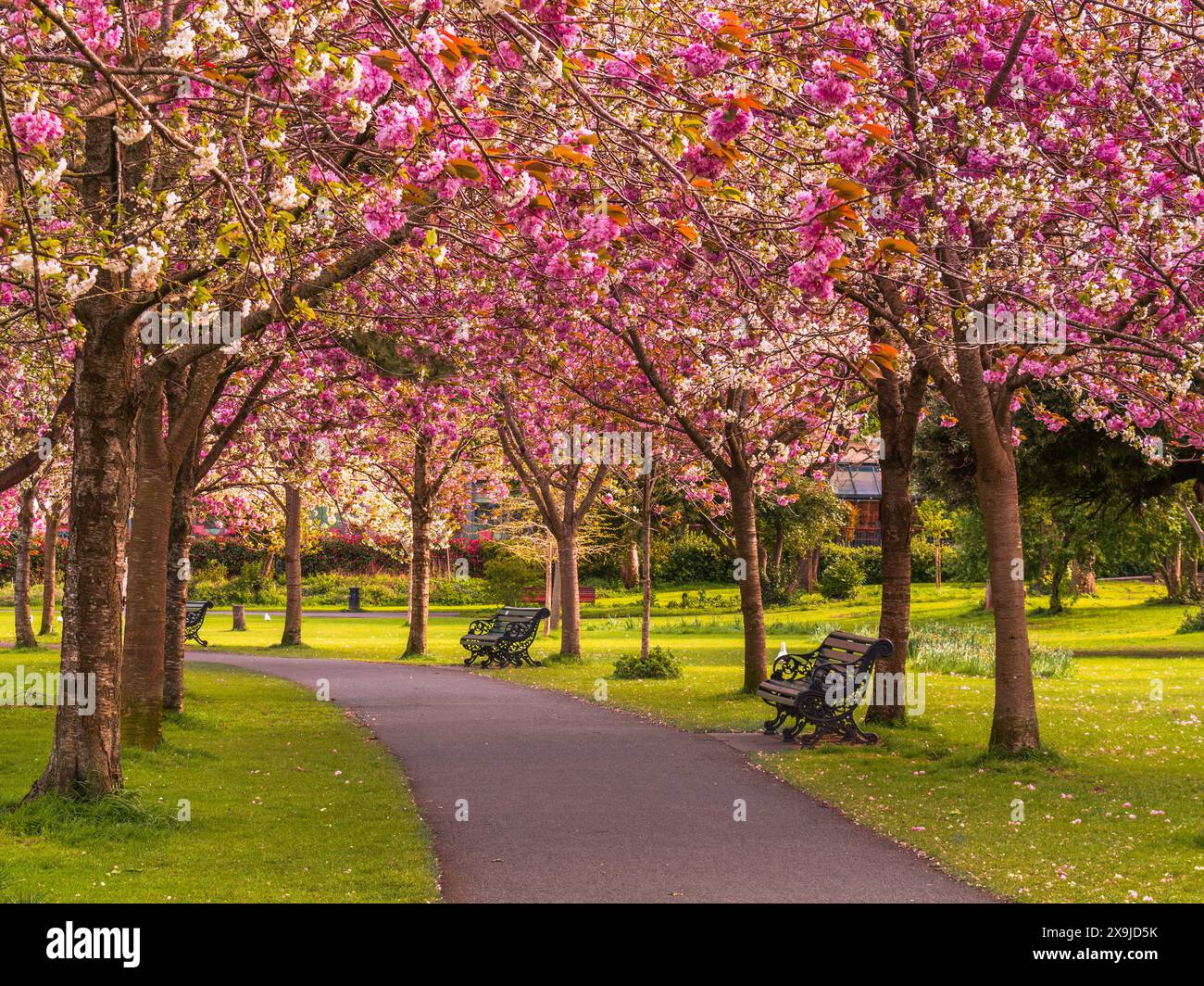 Cherry blossoms in Herbert Park Stock Photo - Alamy
