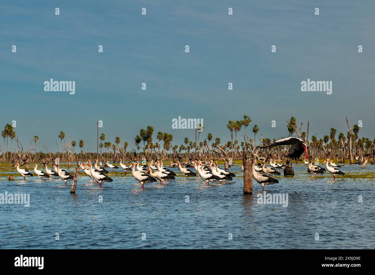 Maguari Stork flock, in wetland environment, La Estrella Marsh, Formosa ...