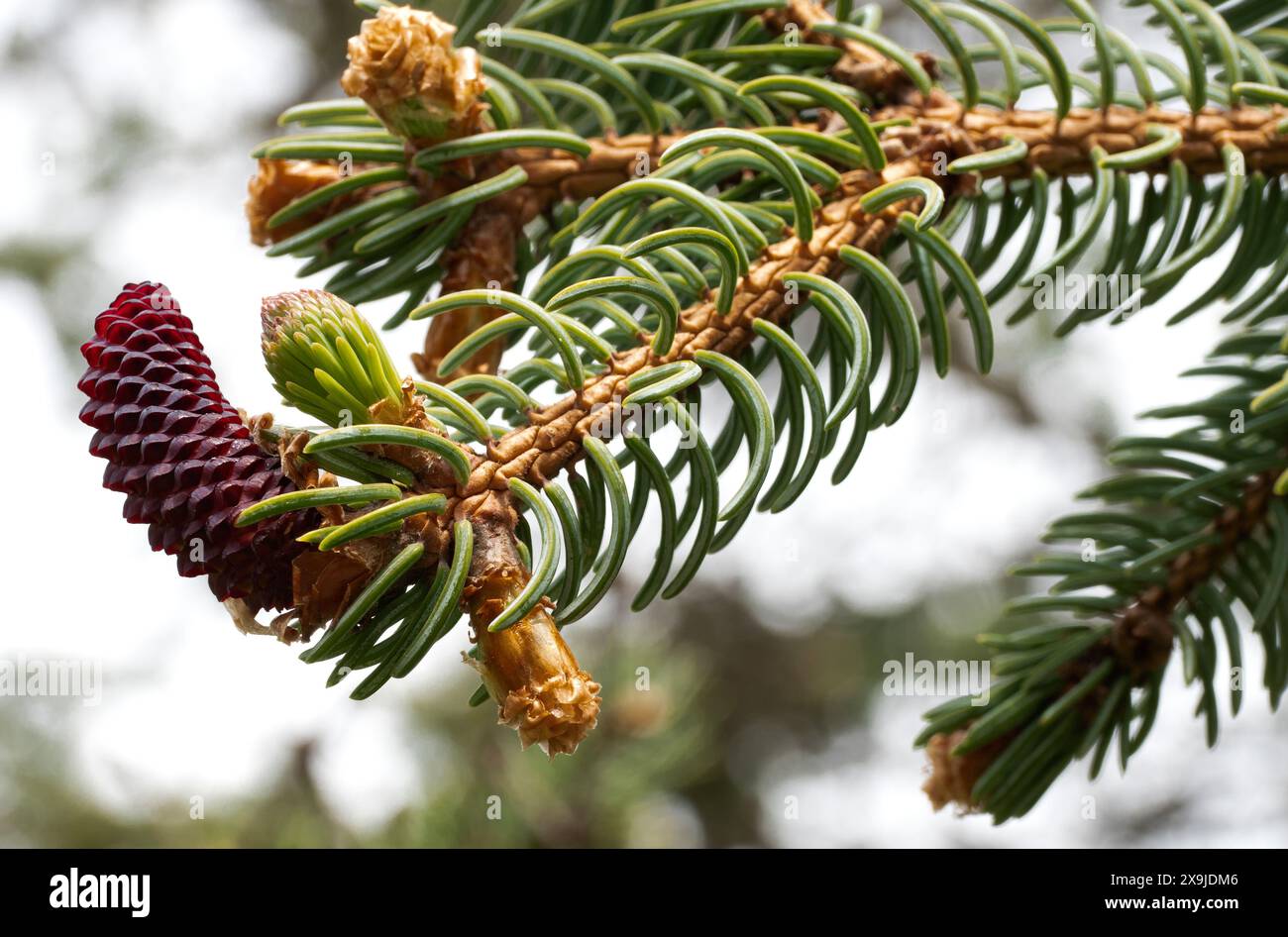 Young red cones on a fir tree branches in spring. Close up view Stock ...