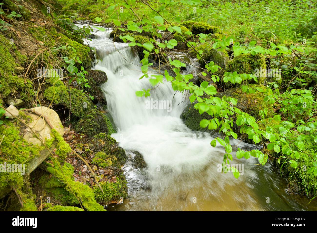 Sauberer wald hi-res stock photography and images - Alamy