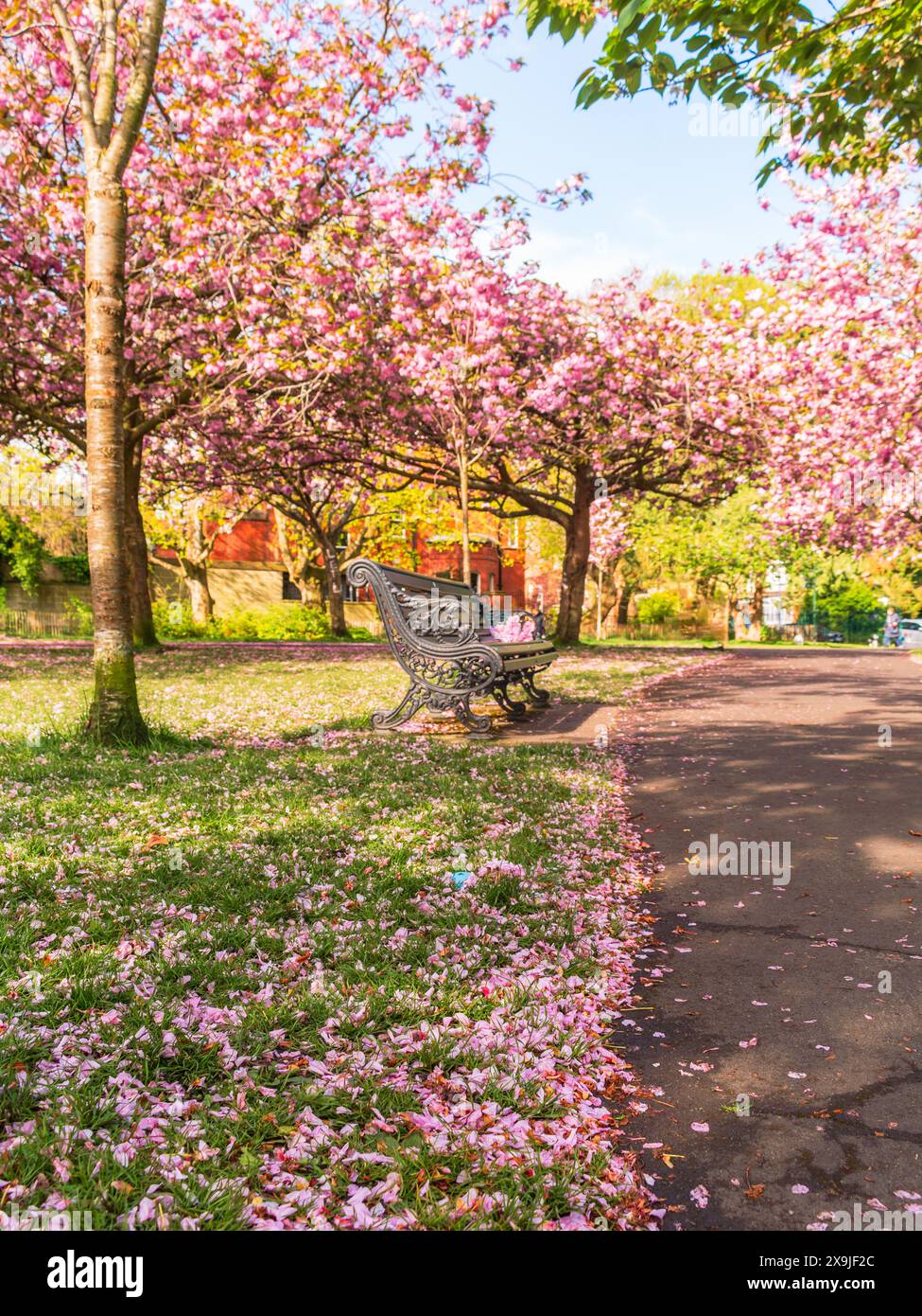 Cherry blossoms in Herbert Park Stock Photo - Alamy