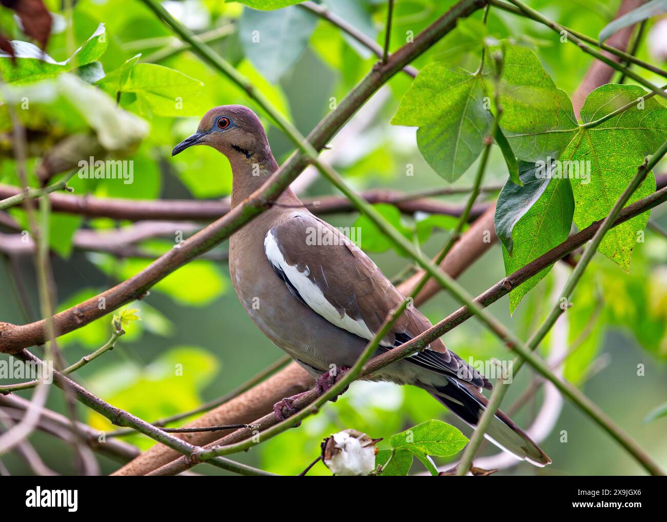The White-winged Dove, native to the Southwestern U.S., Mexico, and ...